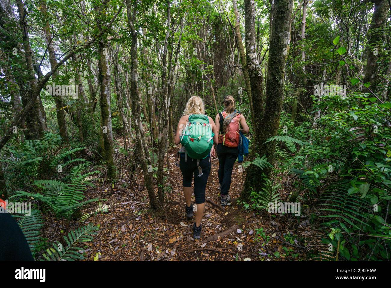 bosque secundario de Canelo - Drymis winteri- y Coigue -Nothofagus ...