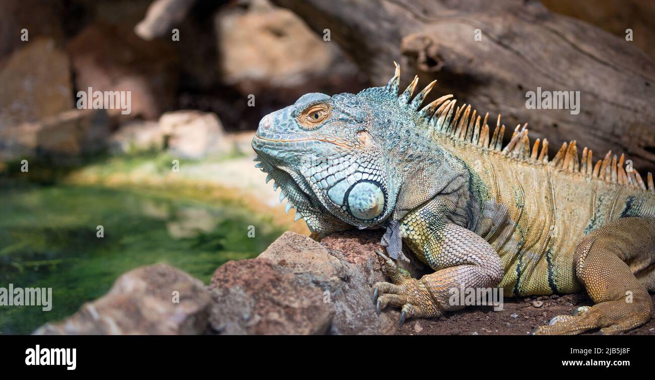 Iguane iguane rhinolopha Banque de photographies et d’images à haute ...