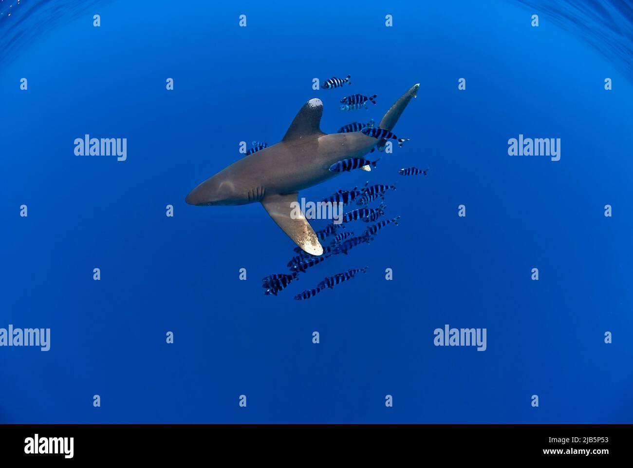 Requin avec poisson pilote Banque de photographies et d’images à haute ...