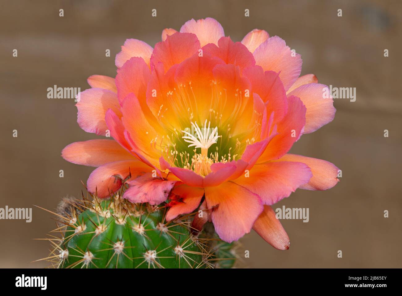 Fleur de cactus rose Banque de photographies et d’images à haute ...