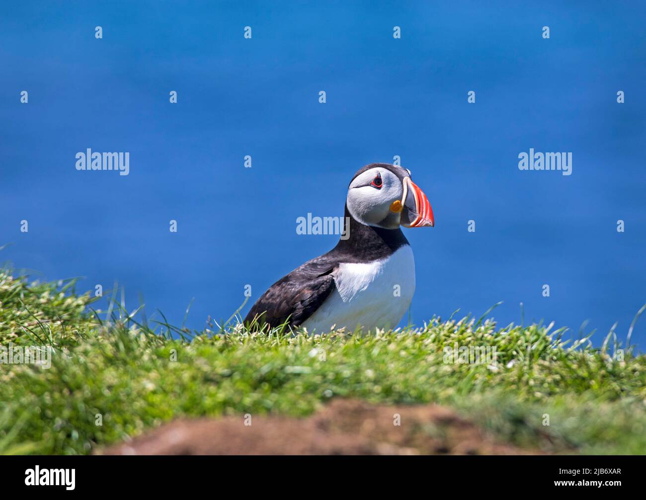 Les familles de Puffins font leurs terriers sur l'île de Lunga, qui est ...