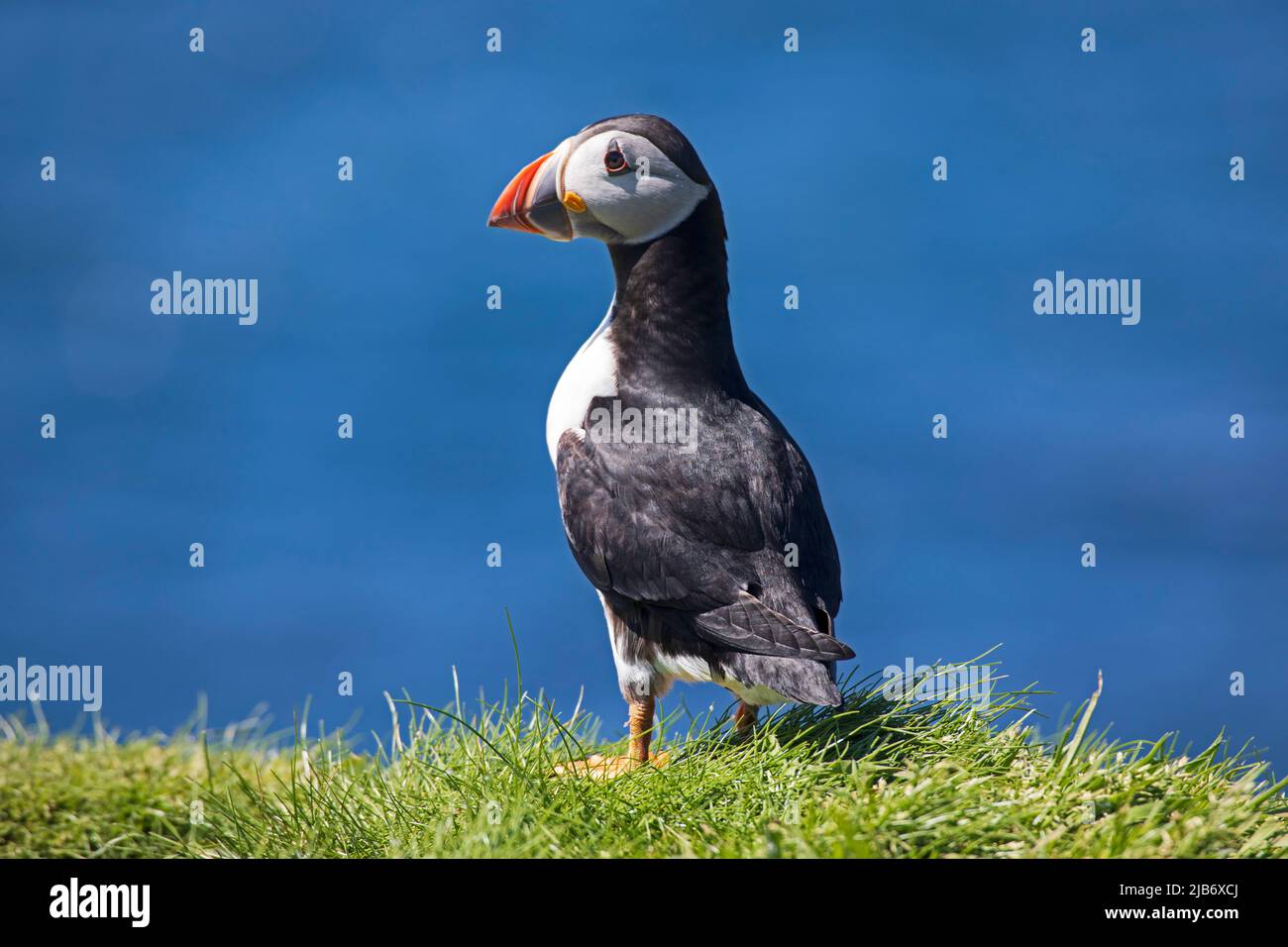 Les familles de Puffins font leurs terriers sur l'île de Lunga, qui est ...