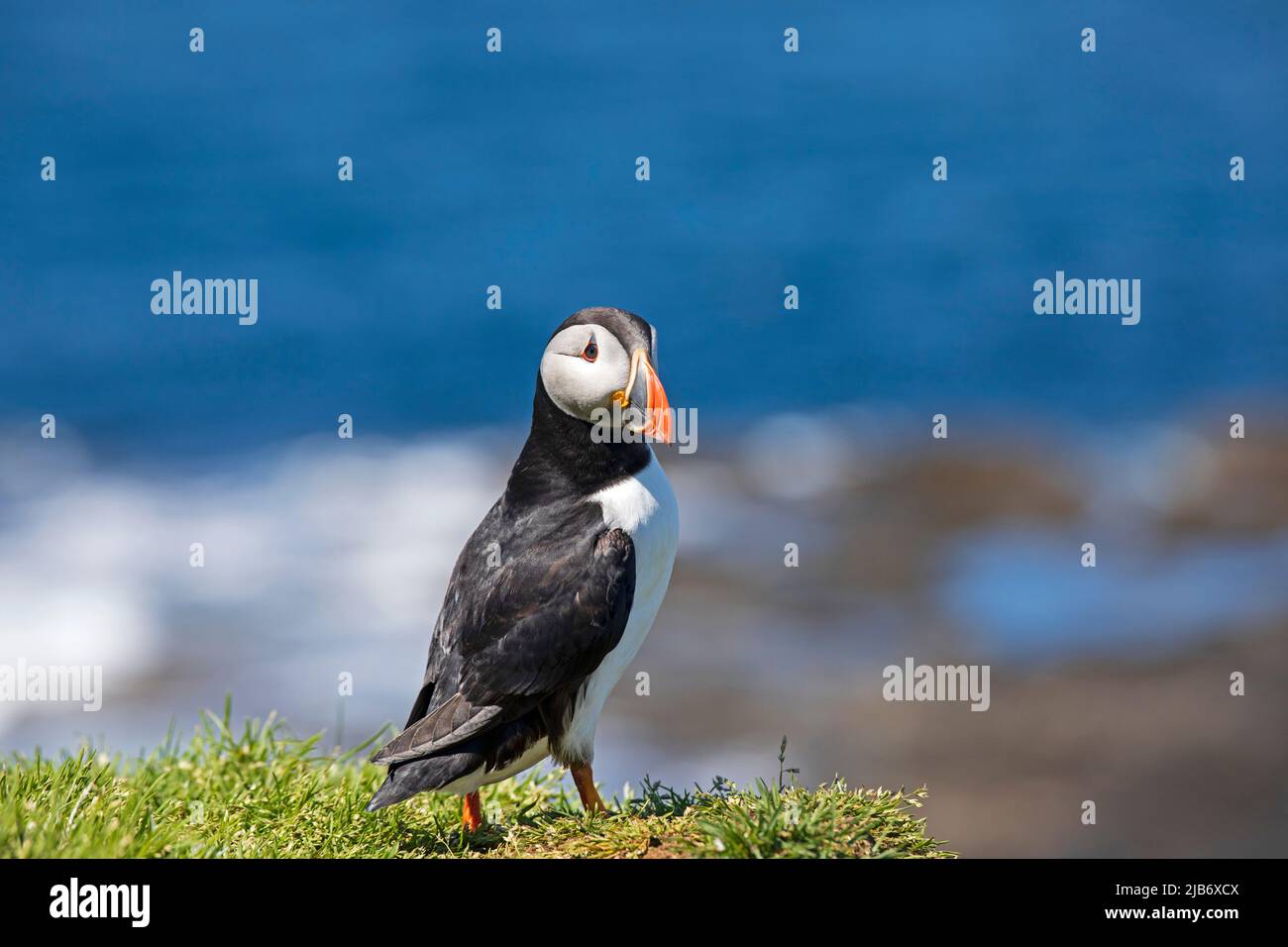 Les familles de Puffins font leurs terriers sur l'île de Lunga, qui est ...