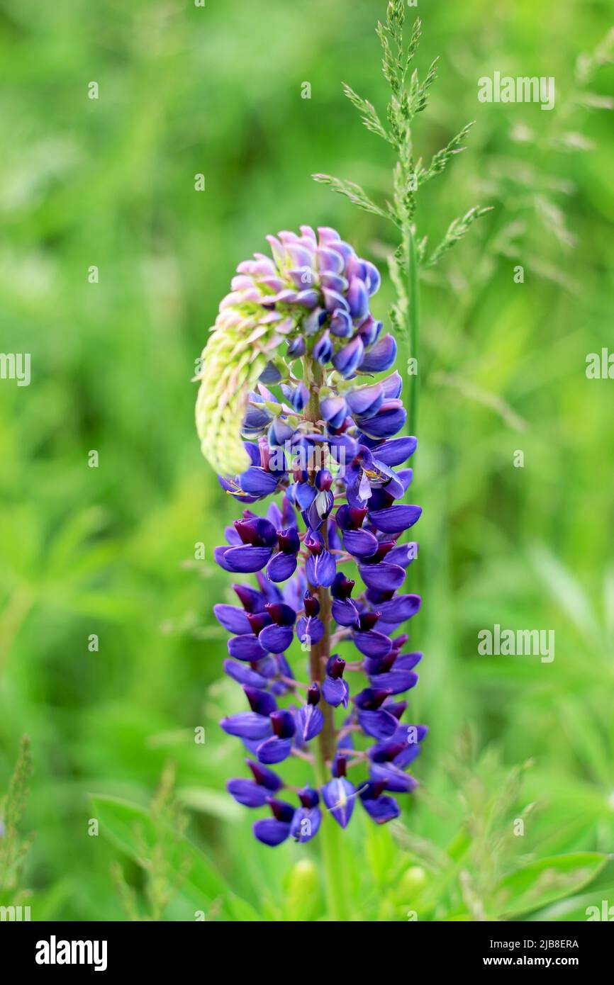 Fleurs sauvages au canada Banque de photographies et d’images à haute ...