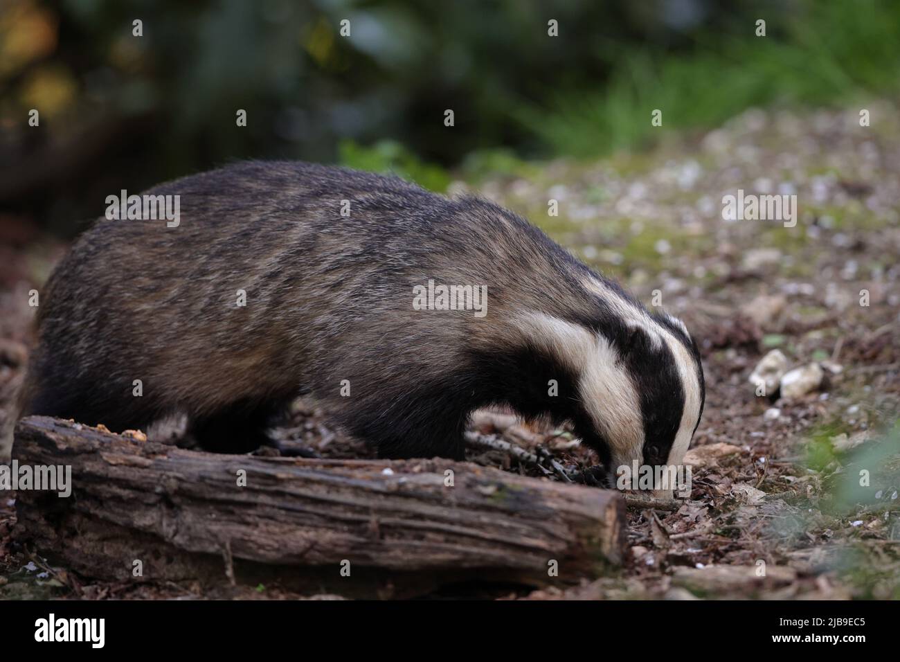 Le blaireau européen est une espèce de blaireau de la famille des ...