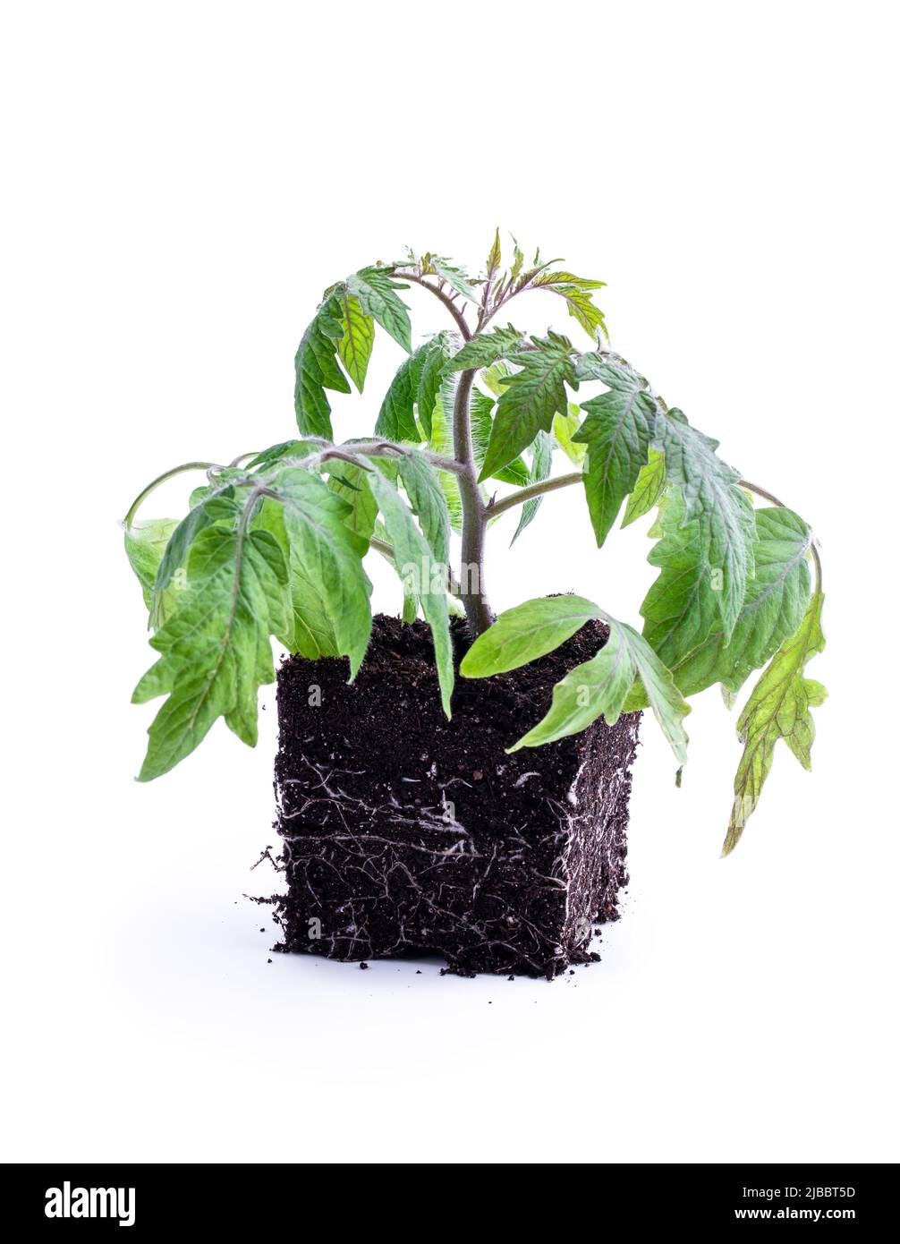 Tomate naine Banque de photographies et d’images à haute résolution - Alamy