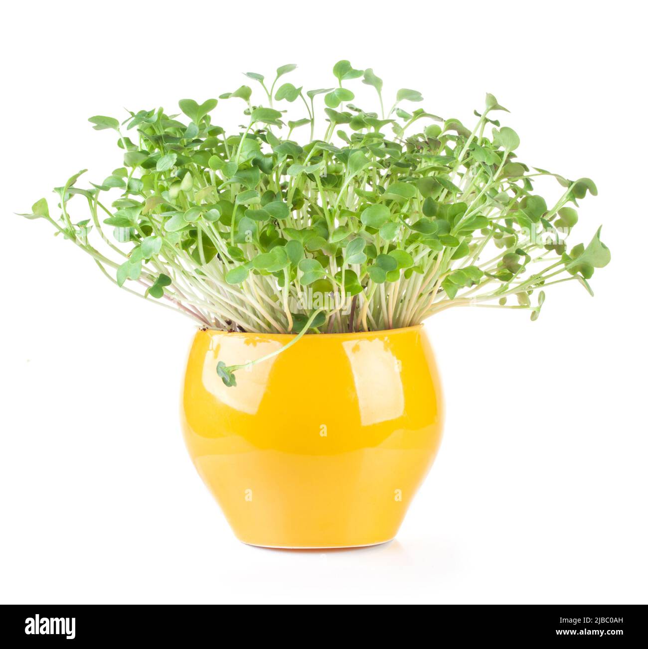 Germination radish Banque d'images détourées - Alamy