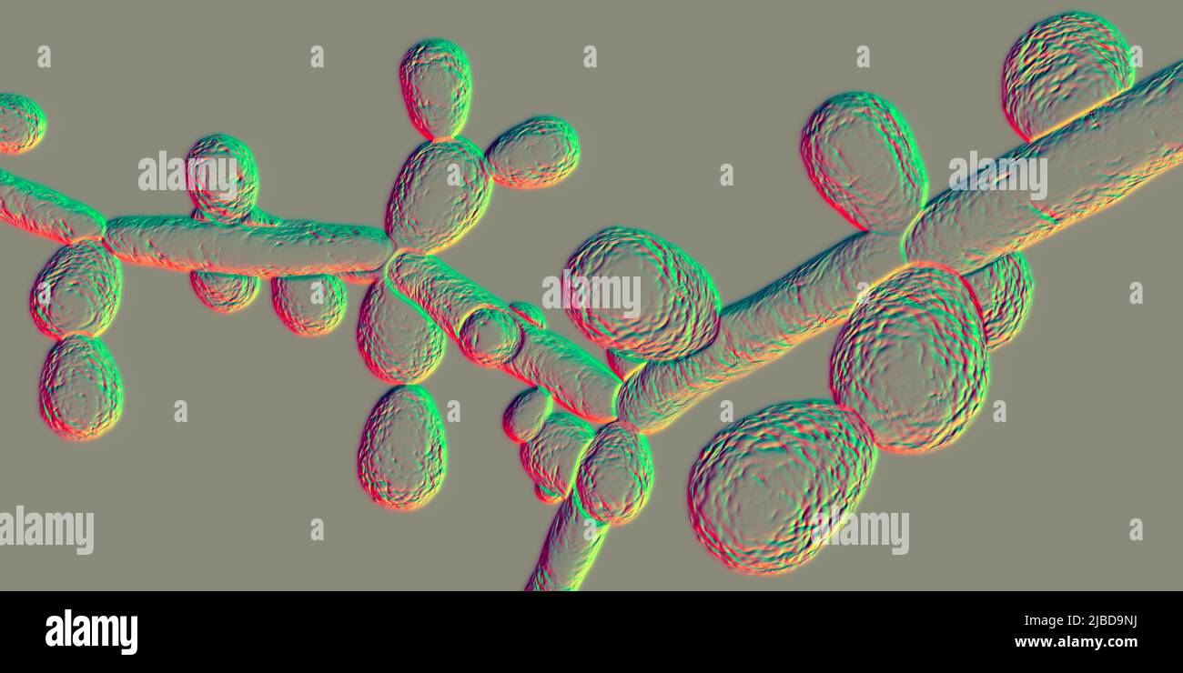 Candida sp Banque de photographies et d’images à haute résolution - Alamy