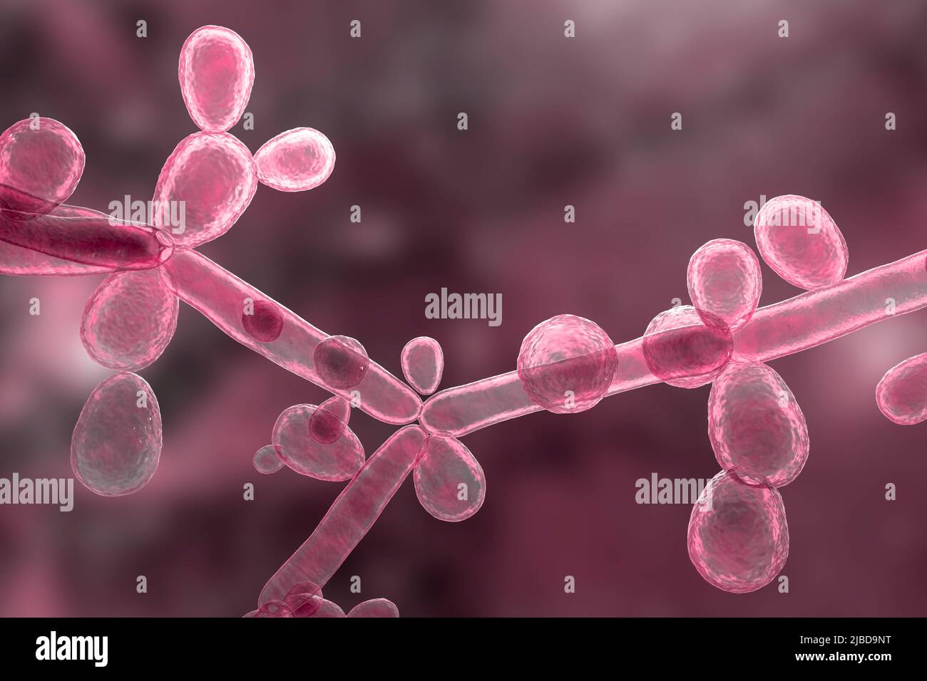 Candida sp Banque de photographies et d’images à haute résolution - Alamy