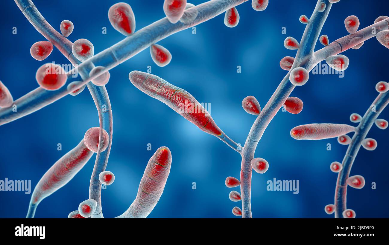 Champignons de Trichophyton rubrum, œuvres d'art Photo Stock - Alamy