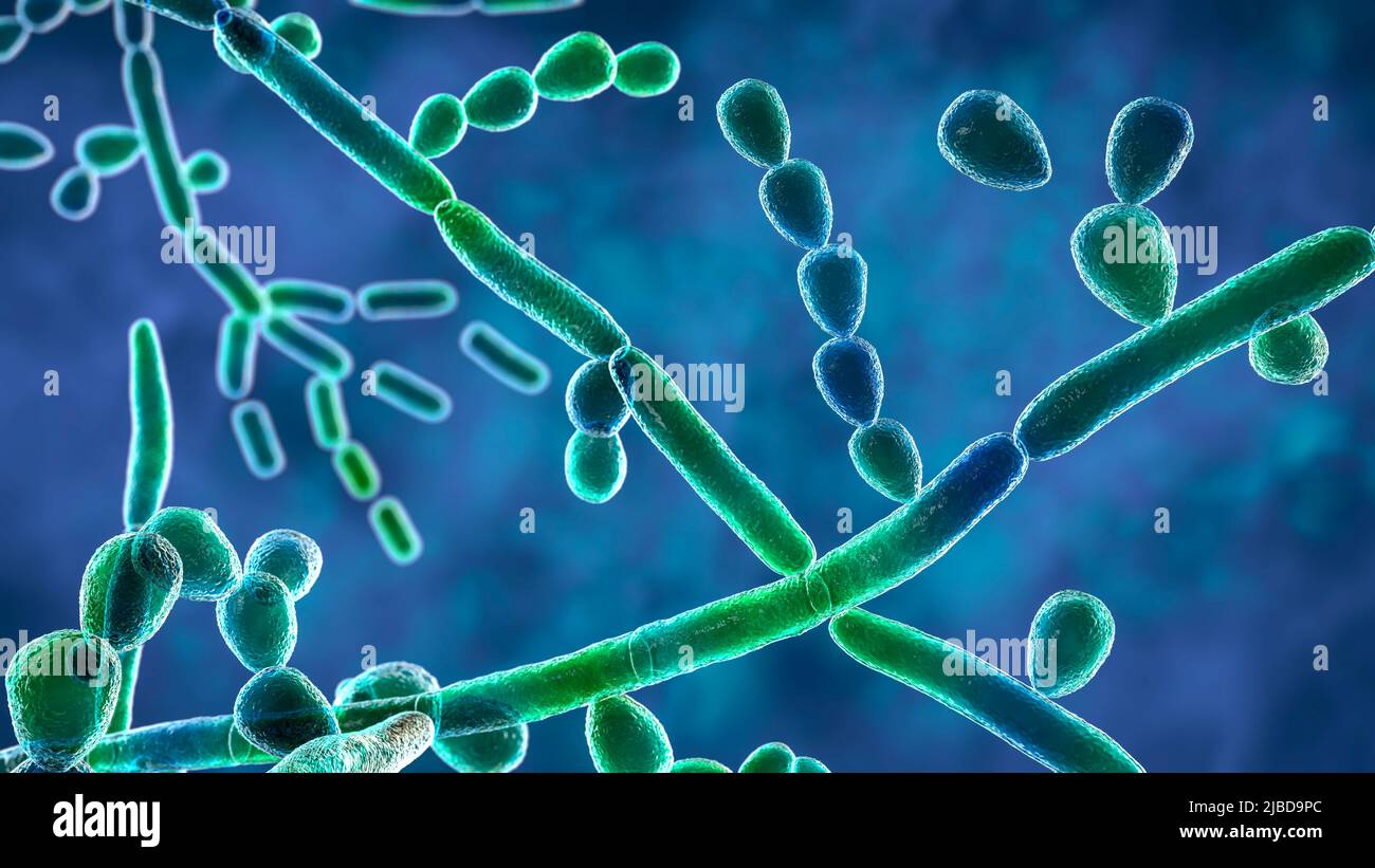 Trichosporon cutaneum Banque de photographies et d’images à haute ...