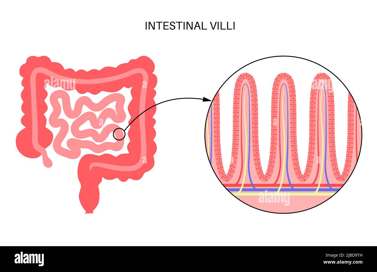 Anatomie des villosités intestinales, illustration Photo Stock - Alamy