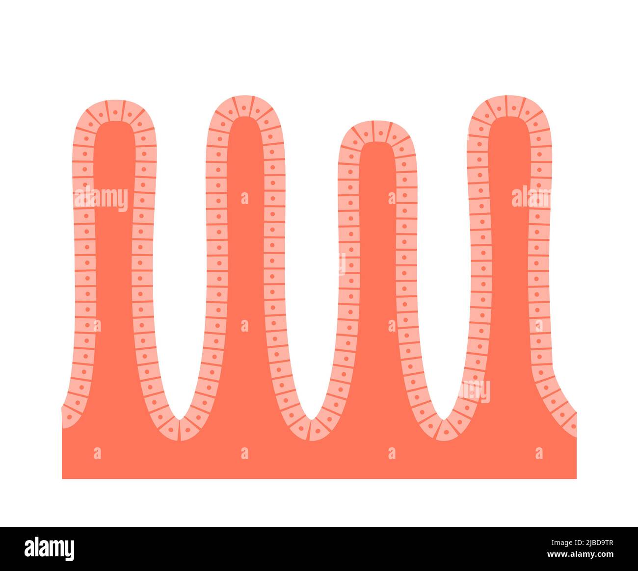Anatomie des villosités intestinales, illustration Photo Stock - Alamy