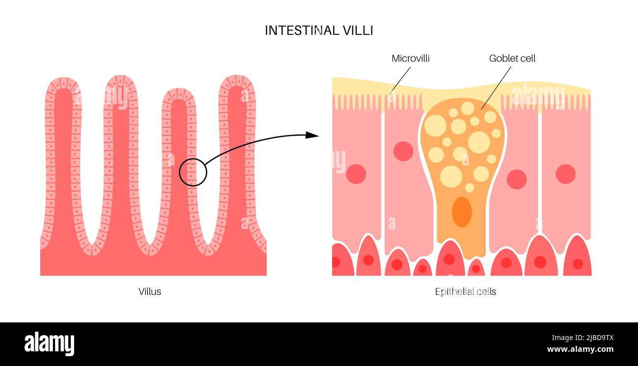 Anatomie des villosités intestinales, illustration Photo Stock - Alamy