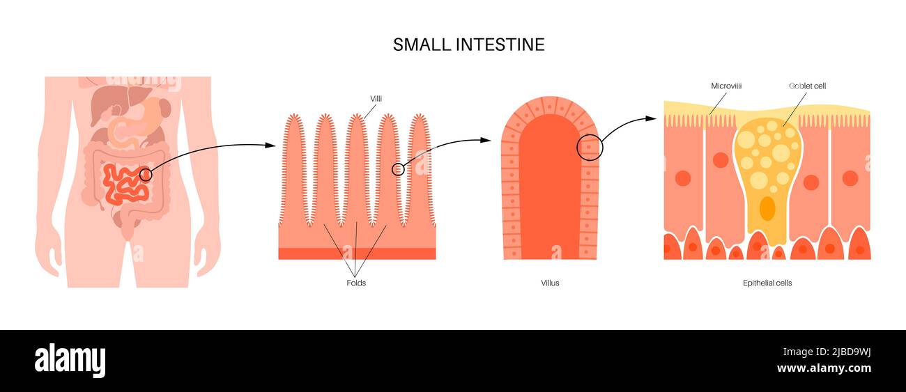 Anatomie de l'intestin grêle, illustration Photo Stock - Alamy