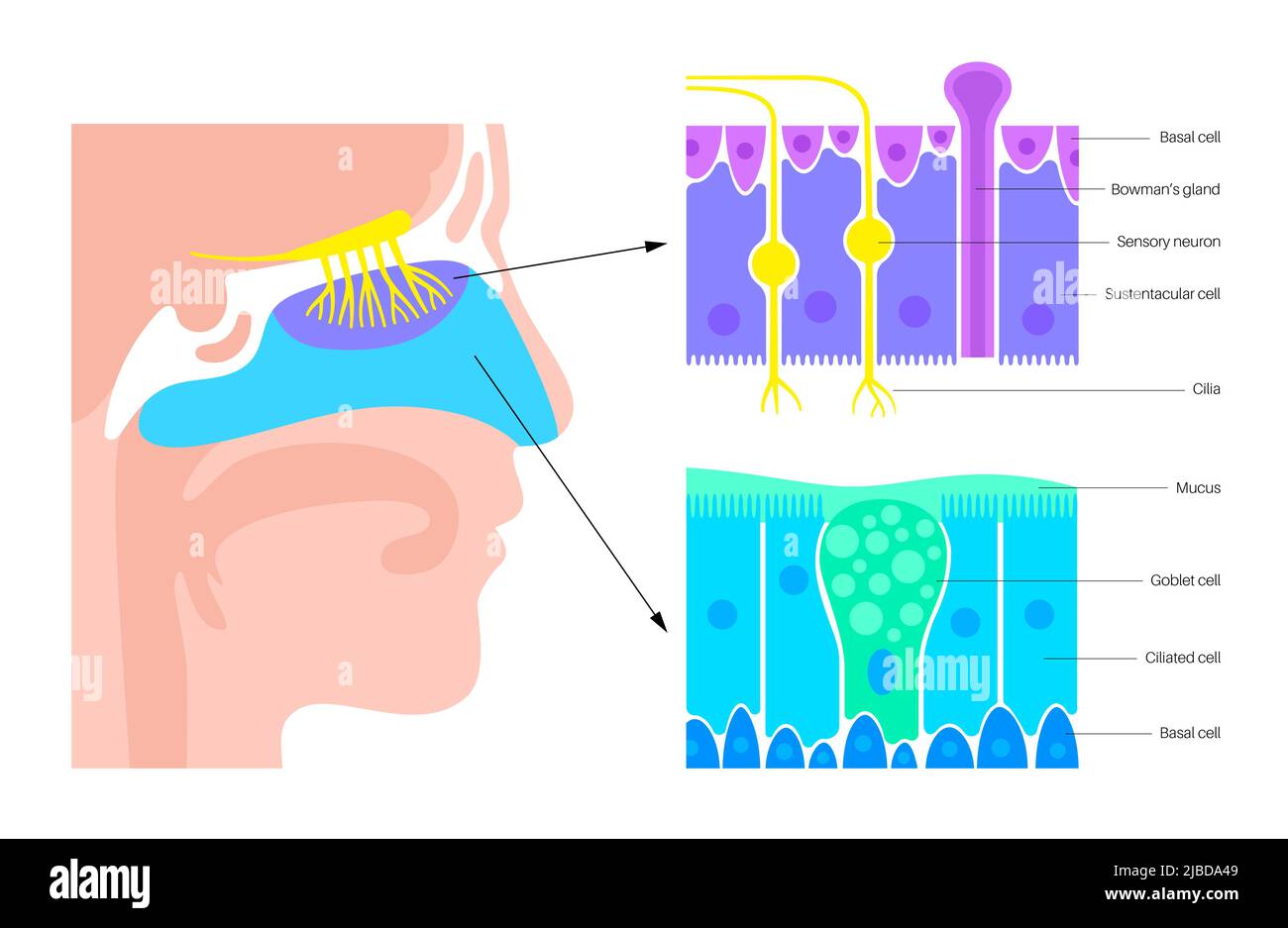 Anatomie de la cavité nasale, illustration Photo Stock - Alamy Anatomie de la cavité nasale, illustration Photo Stock - Alamy