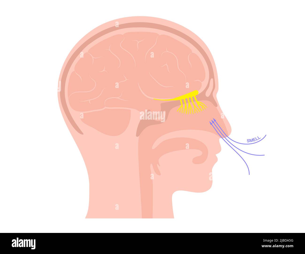 Organes olfactifs Banque de photographies et d’images à haute ...