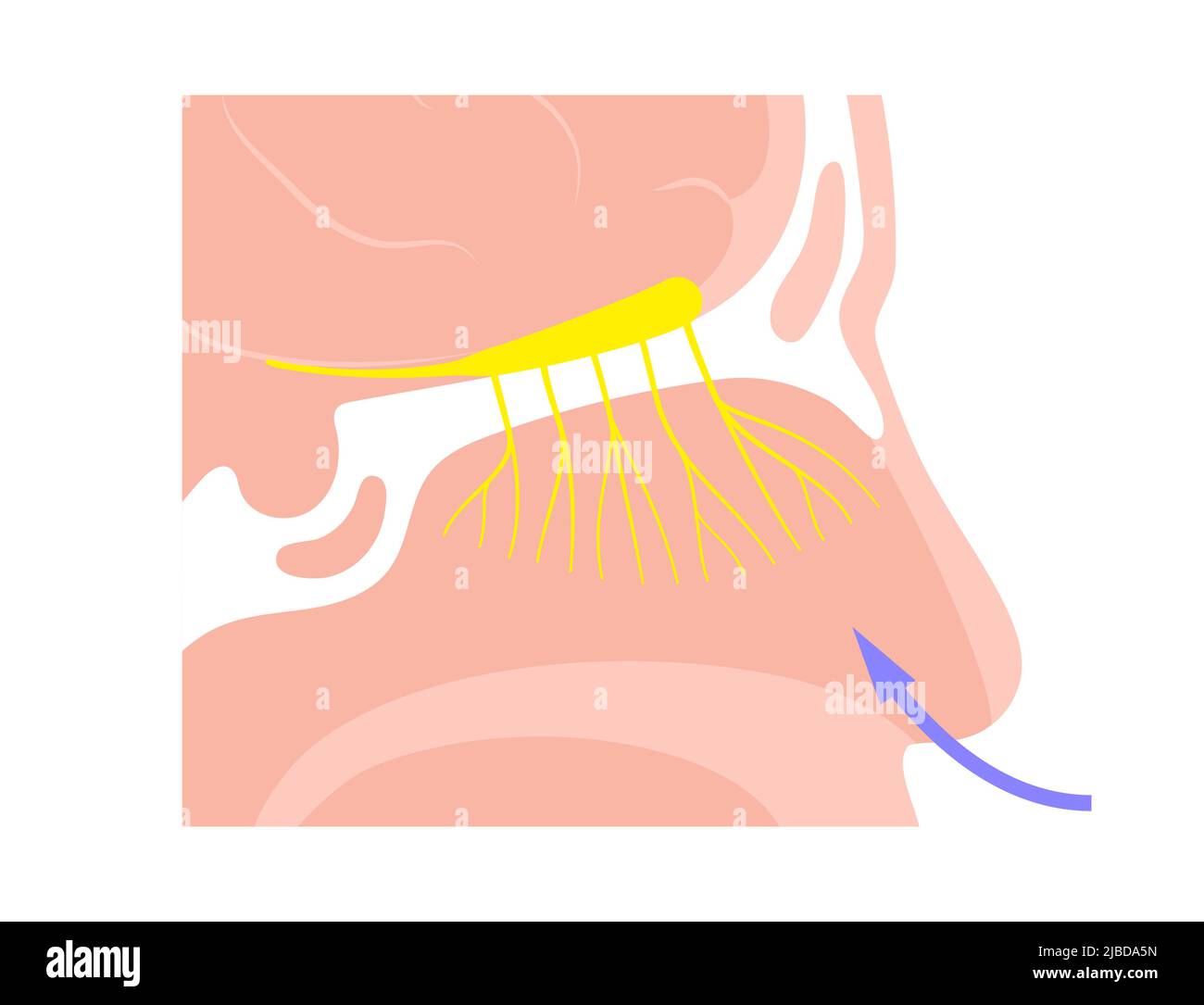 Organes olfactifs Banque de photographies et d’images à haute ...