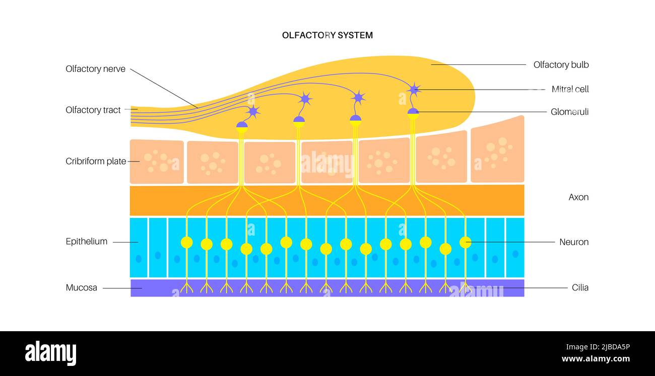 Olfactory system Banque de photographies et d’images à haute résolution ...