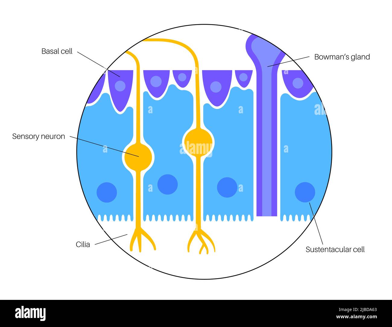 Muqueuse olfactive Banque de photographies et d’images à haute ...