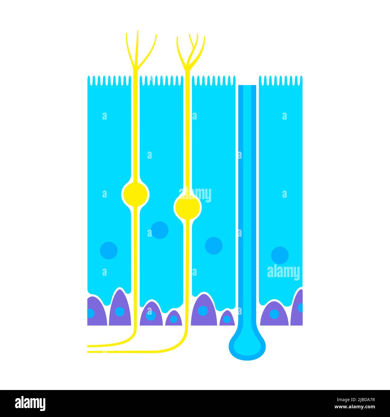 Muqueuse olfactive Banque de photographies et d’images à haute ...