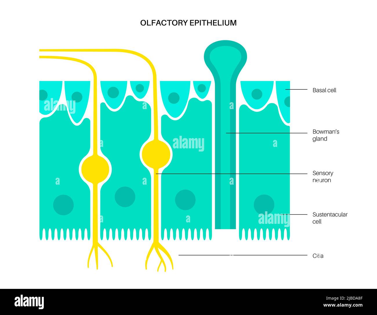 Muqueuse olfactive Banque de photographies et d’images à haute ...