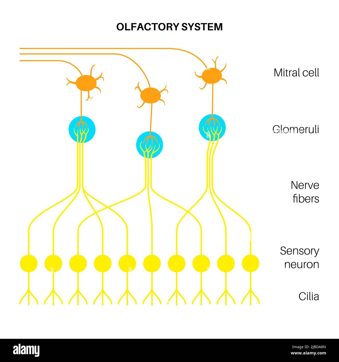 Olfactory system Banque de photographies et d’images à haute résolution ...