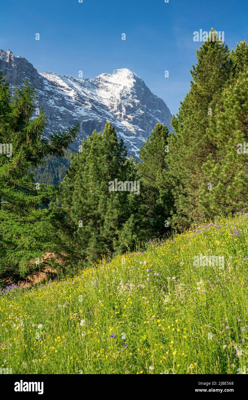 Mont eiger Banque de photographies et d’images à haute résolution - Alamy