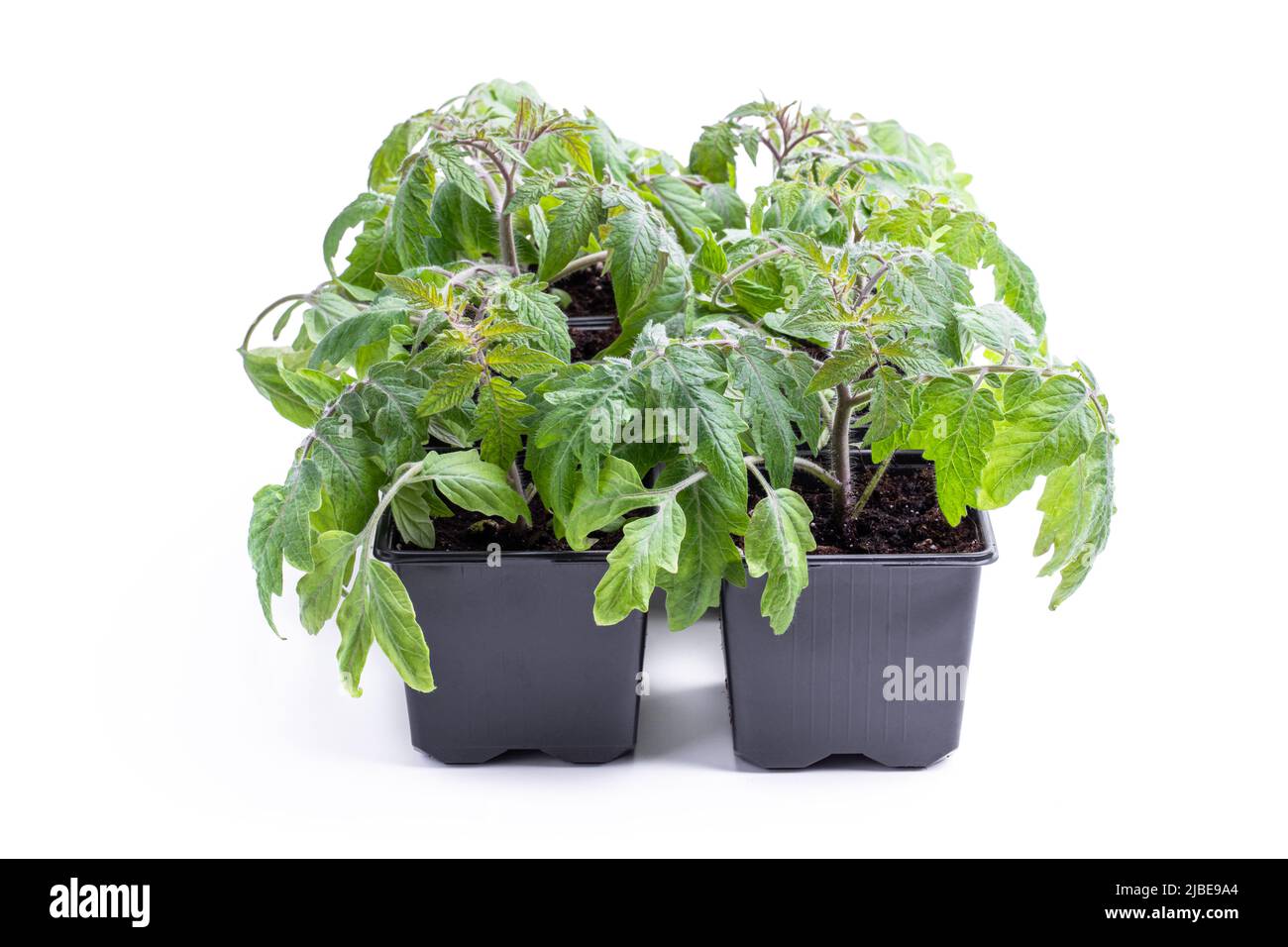 Tomate naine Banque de photographies et d’images à haute résolution - Alamy