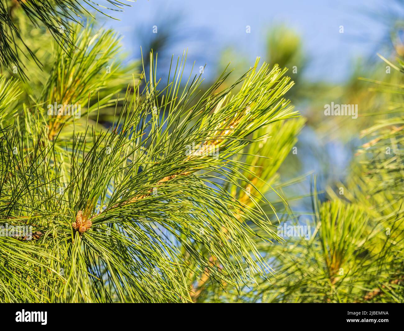 Branches de cèdre avec longues aiguilles moelleuses avec un beau fond ...
