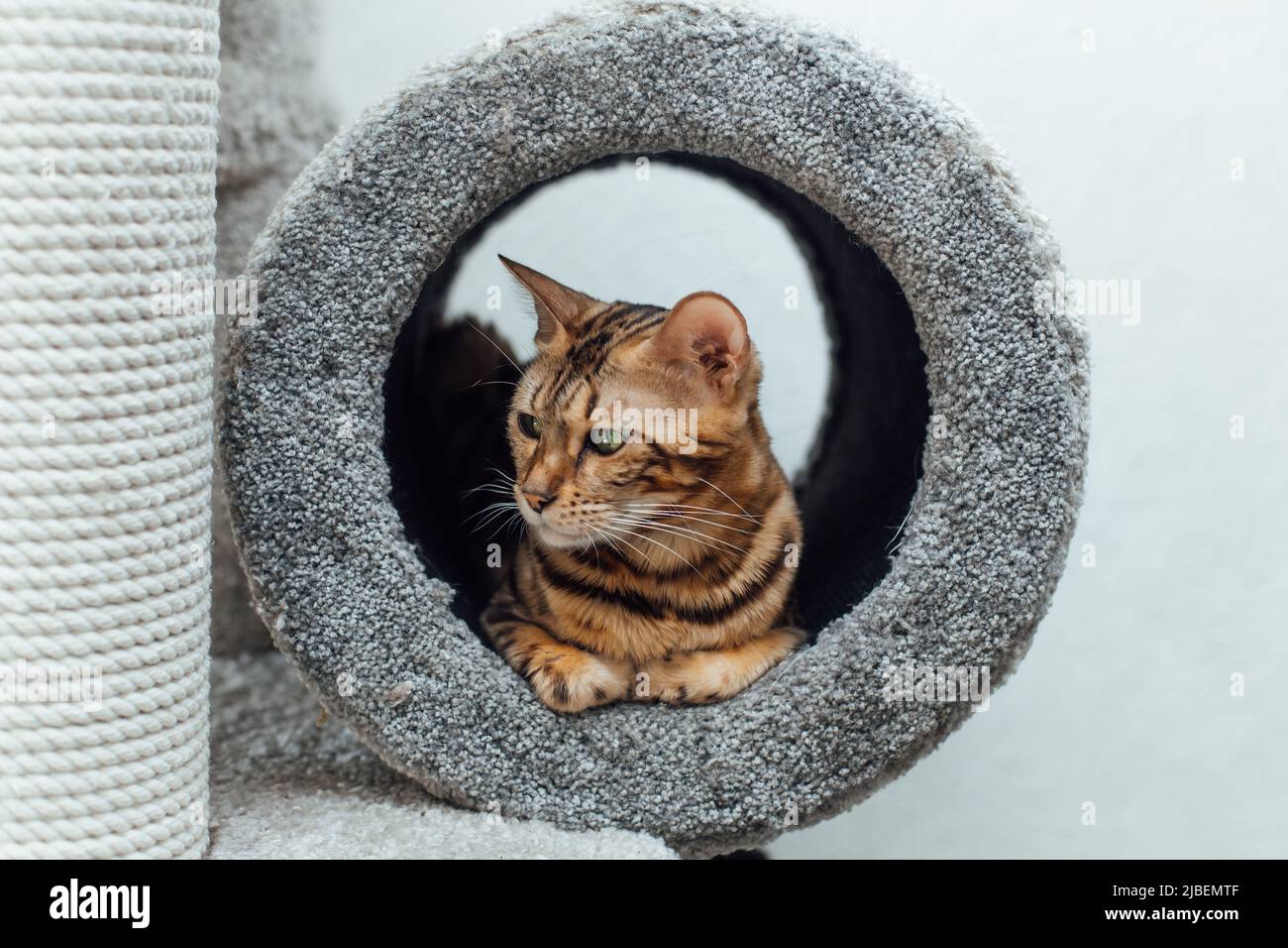 Jeune chat bengal mignon posé sur le tube d'un chat doux de la maison d ...