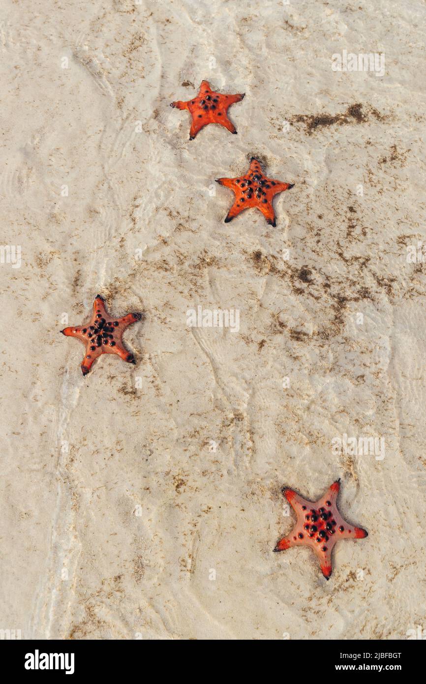 étoile de mer orange Banque de photographies et d’images à haute ...