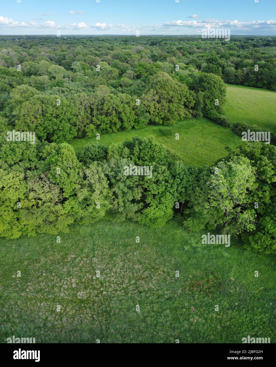 Pamber forest Banque de photographies et d’images à haute résolution ...