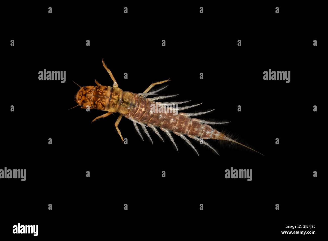 Alderfly uk Banque de photographies et d’images à haute résolution - Alamy
