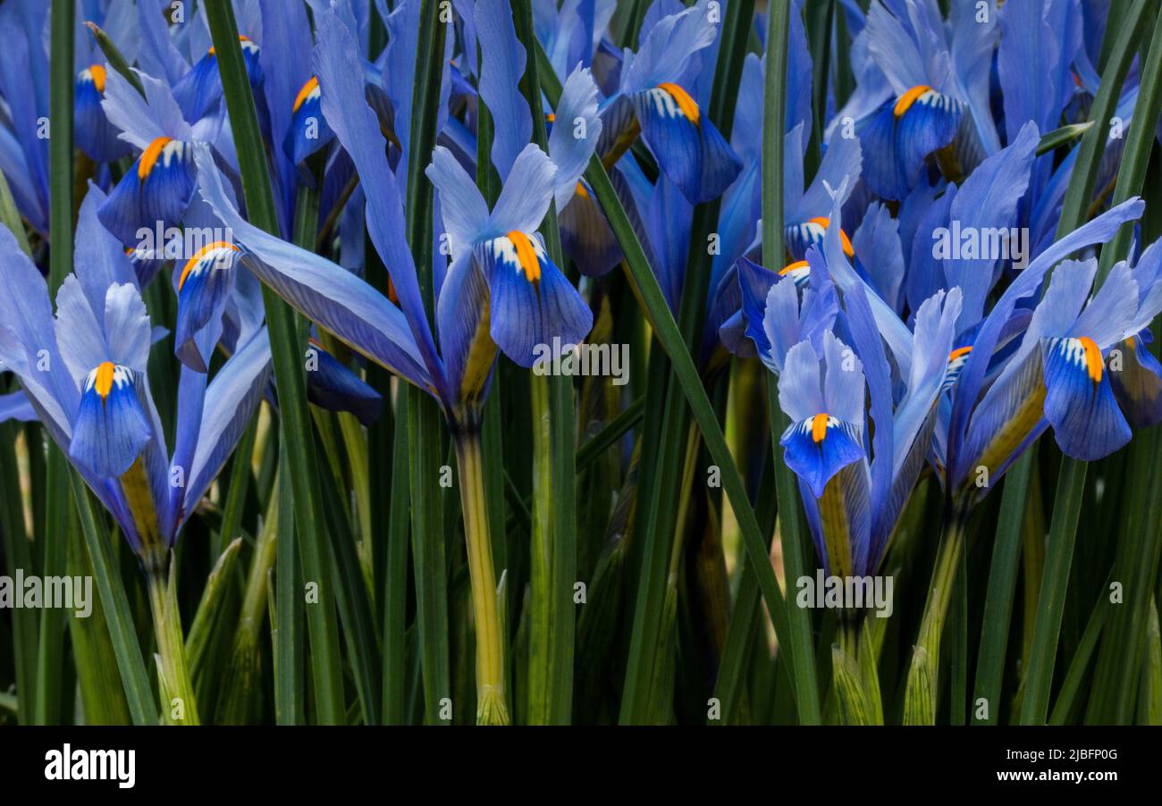 Iris reticulata harmony Banque de photographies et d’images à haute ...