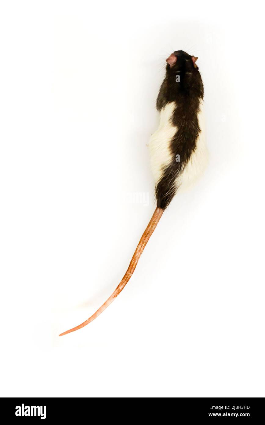 Rats de laboratoire Banque de photographies et d’images à haute ...