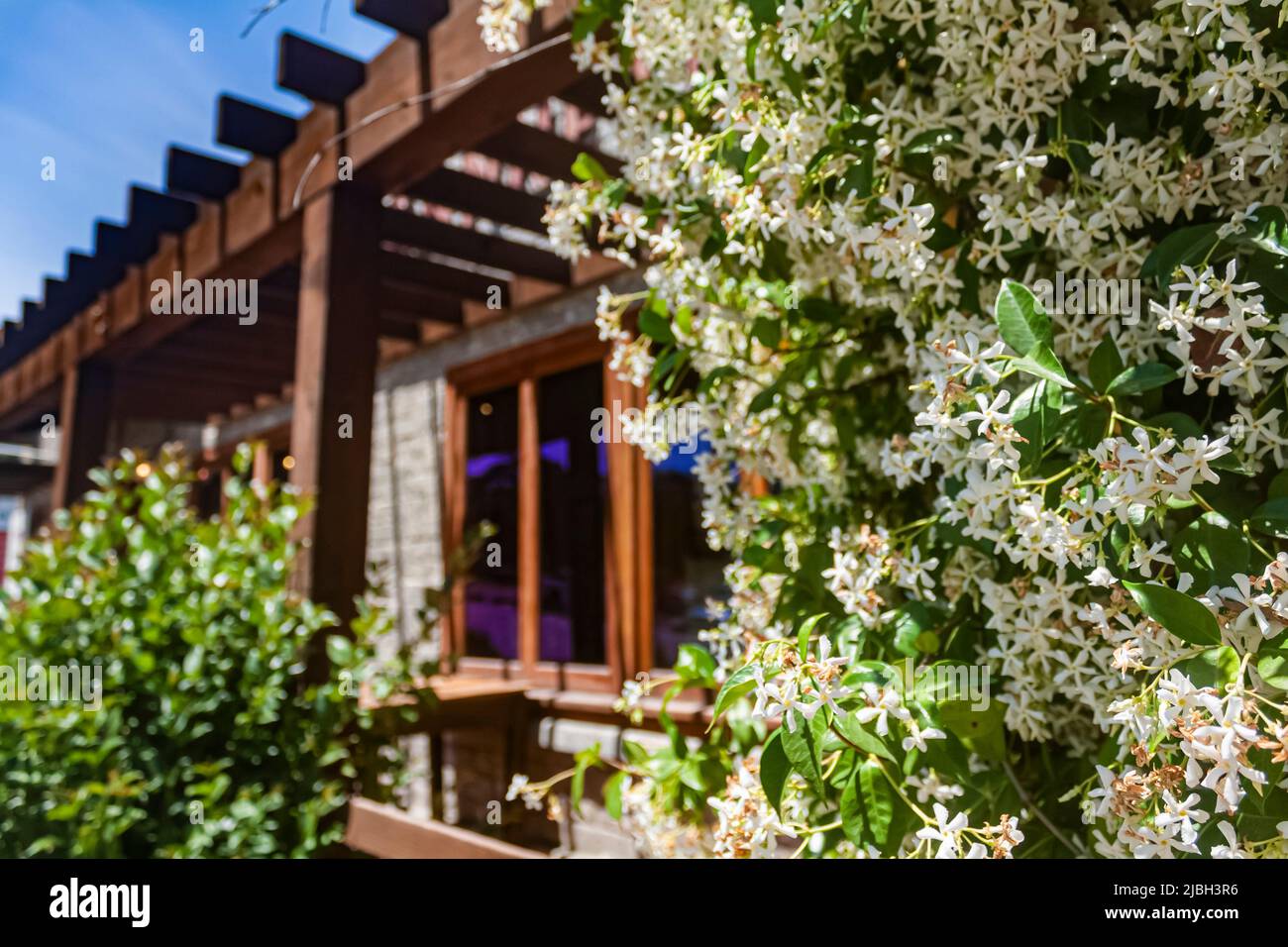 Common white jasmine jasminum officinale Banque de photographies et d ...