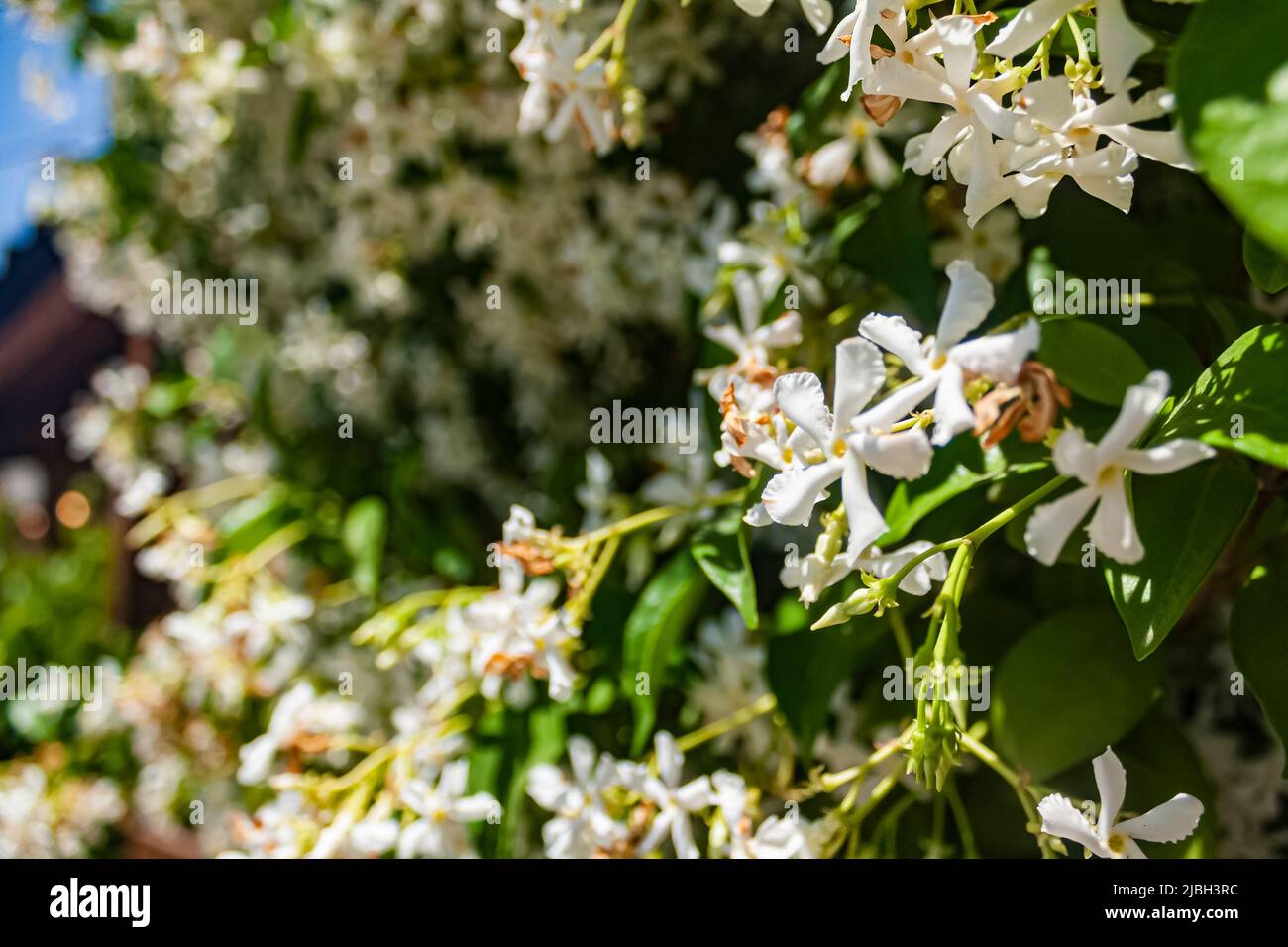 Common white jasmine jasminum officinale Banque de photographies et d ...
