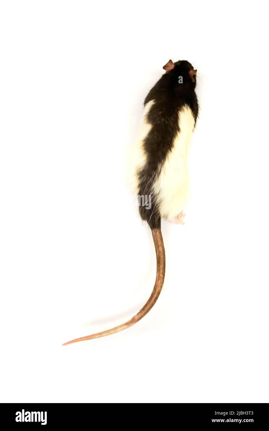 Rats de fantaisie Banque de photographies et d’images à haute ...