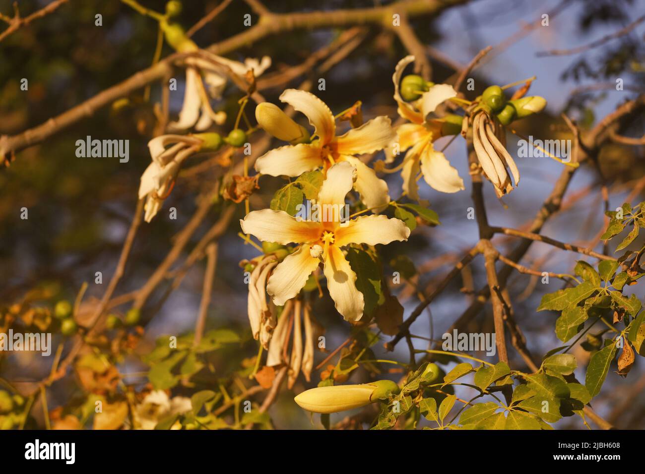 Baobab tree flowers Banque de photographies et d’images à haute ...