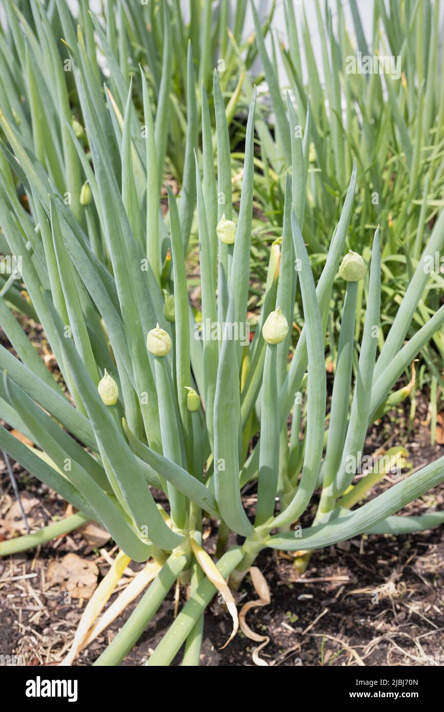 Welsh onion Banque de photographies et d’images à haute résolution - Alamy