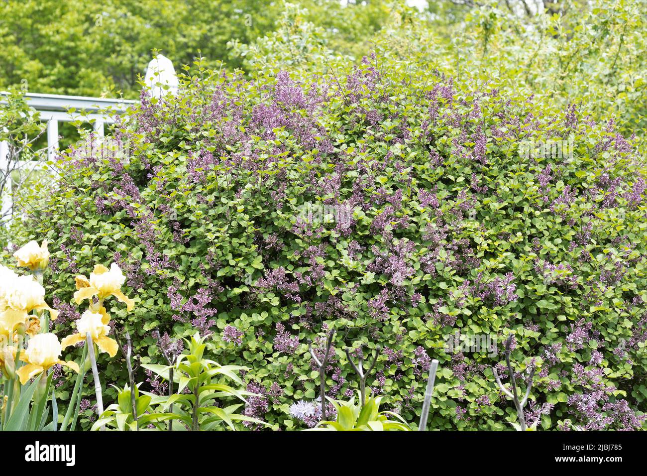 Lilas nain Banque de photographies et d’images à haute résolution - Alamy