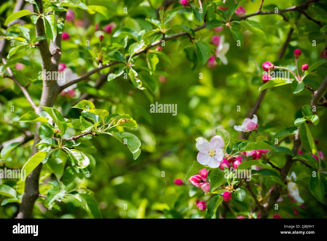 Fleurs de pommier au soleil du printemps Banque de photographies et d ...