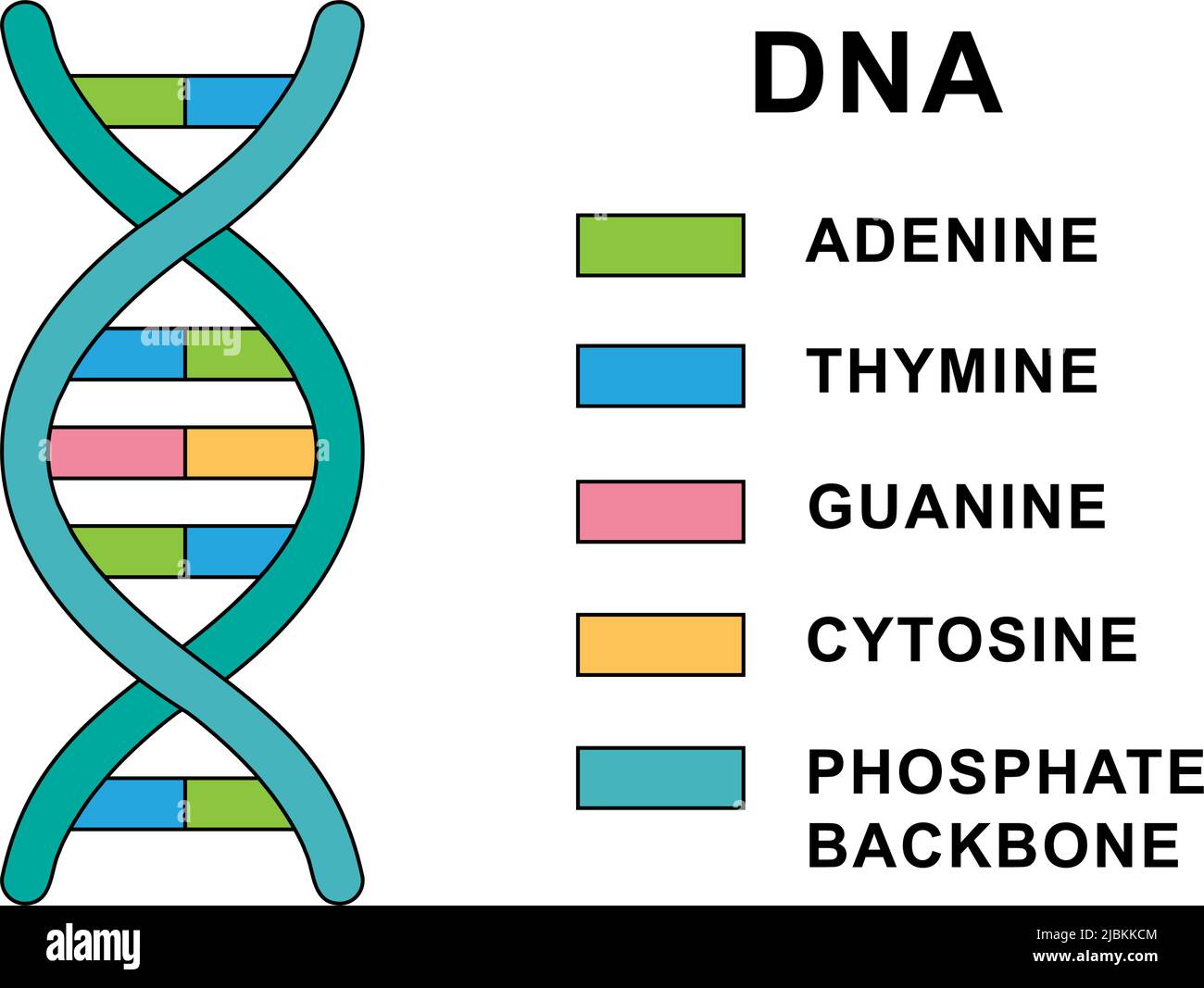 Structure de la molécule d'acide désoxyribonucléique en spirale ...