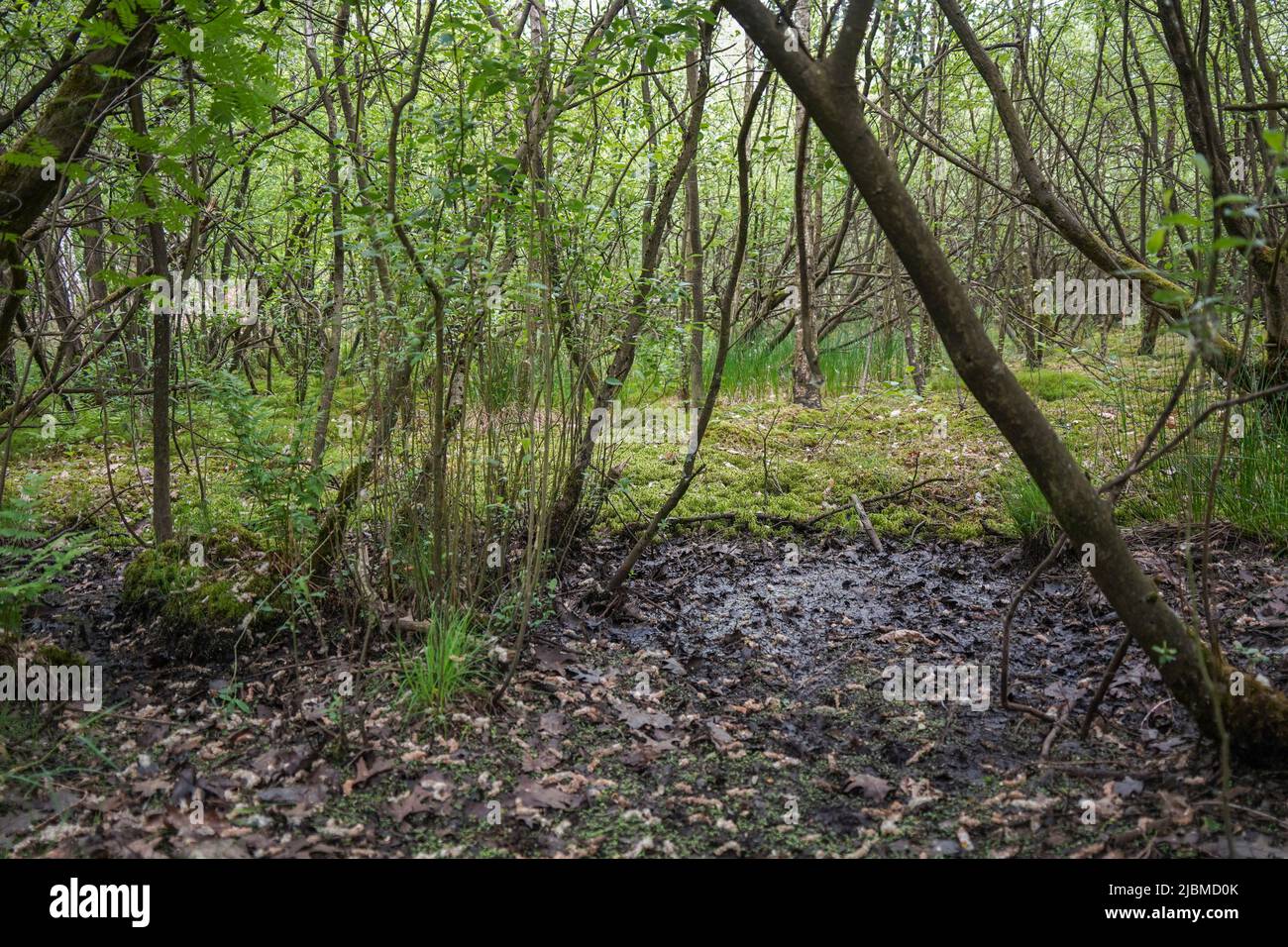 Forêt de feuillus limbourg Banque de photographies et d’images à haute ...