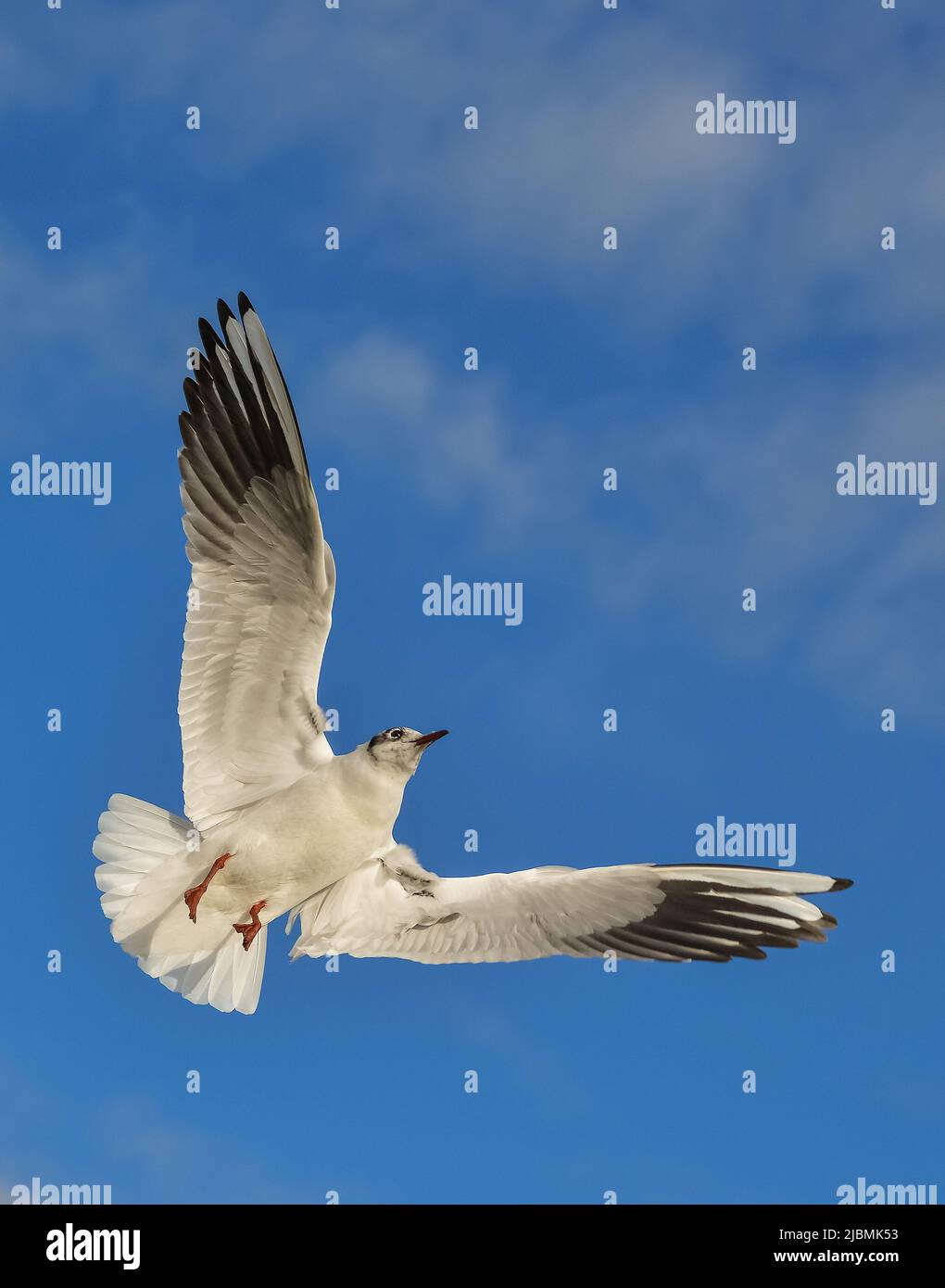Le goéland à tête noire (Chericocephalus ridibundus) (Larus ridibundus ...