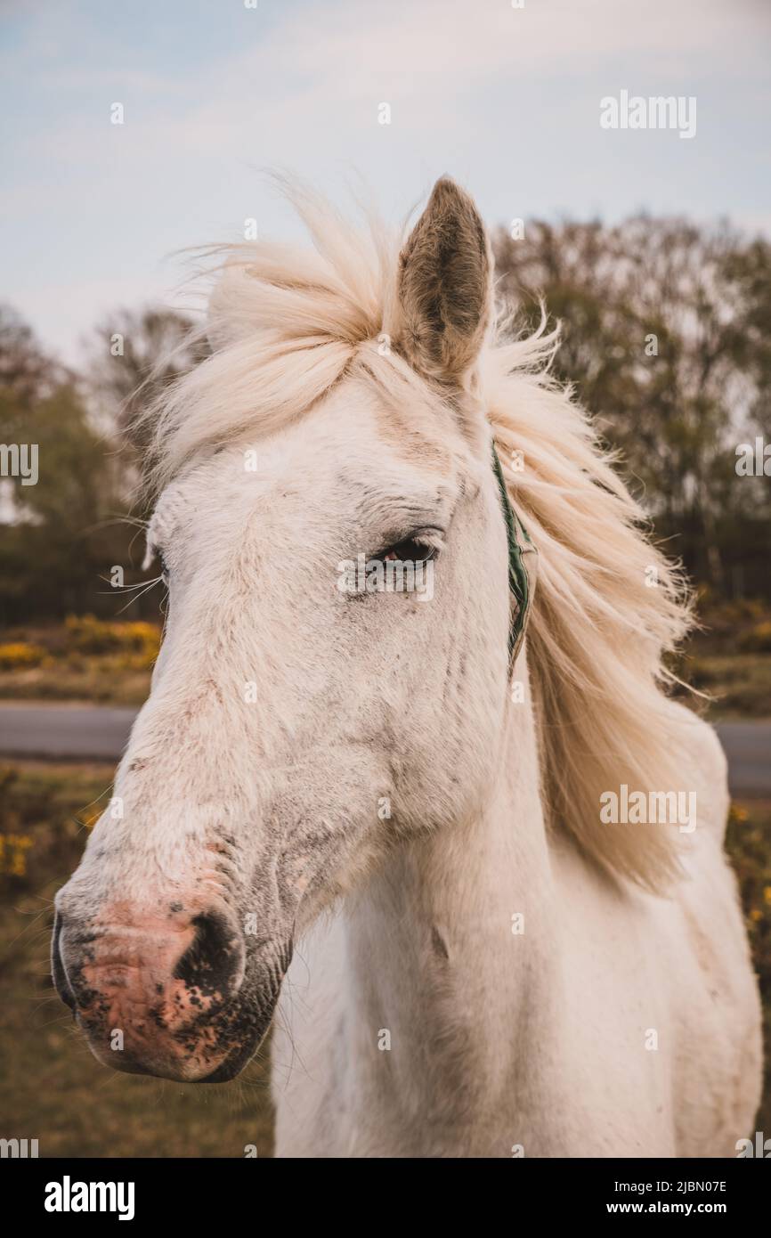 Cheval blanc sauvage Banque de photographies et d’images à haute ...