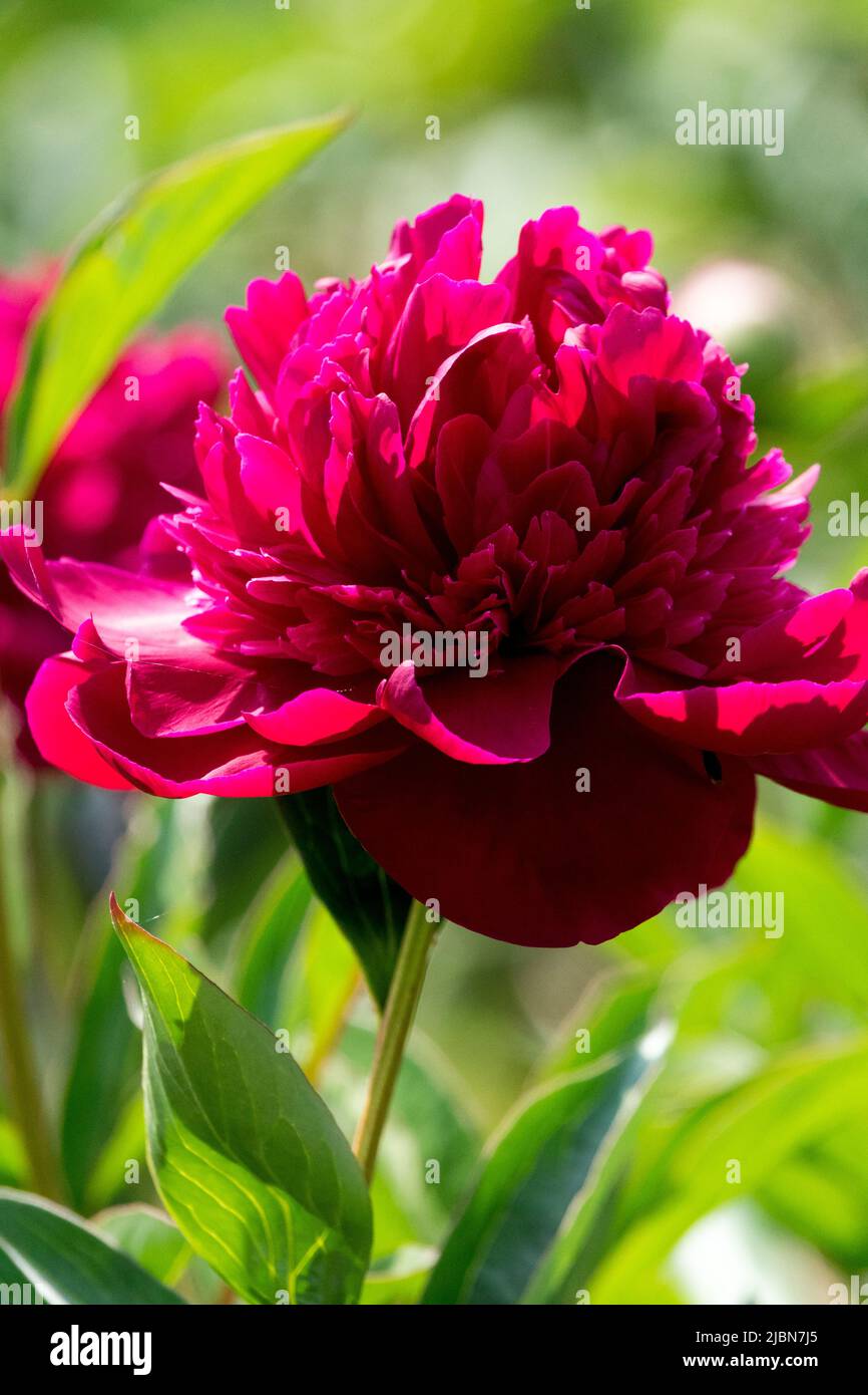 Paeonia lactiflora red charm Banque de photographies et d’images à ...