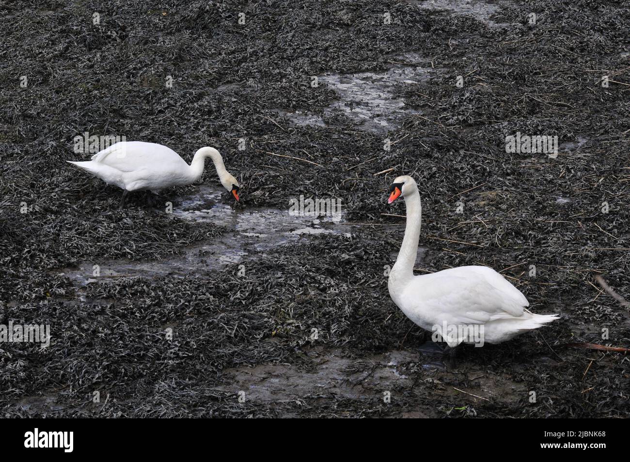 Couple de cygnes Banque de photographies et d’images à haute résolution - Alamy
