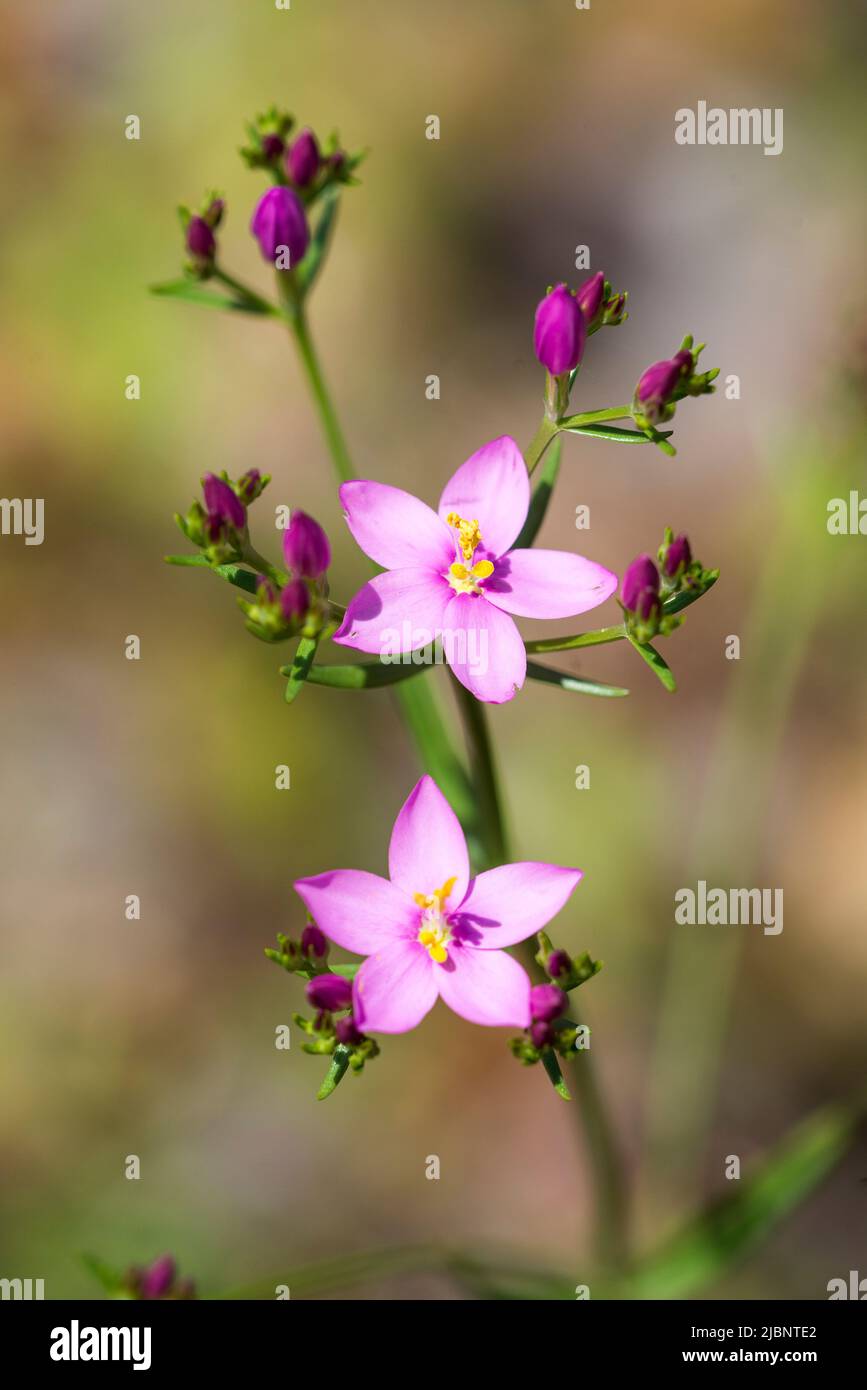 Centaurium pulchellum est une espèce de plante à fleurs de la famille ...